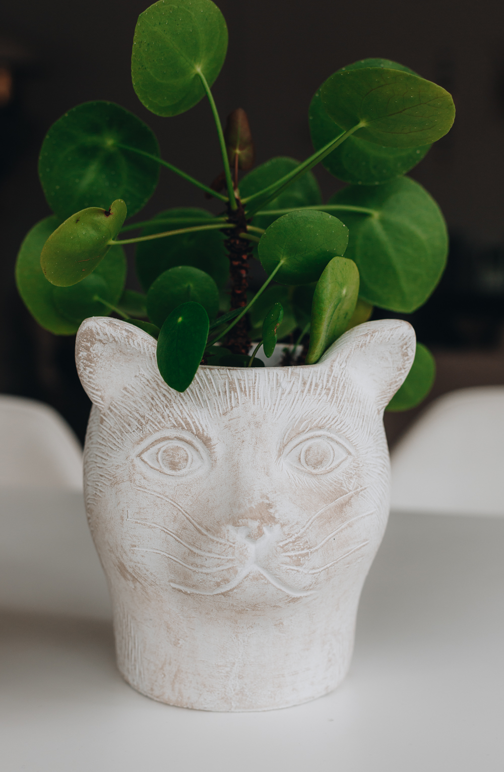 Cache Pot Chat en béton - Mini Folks
